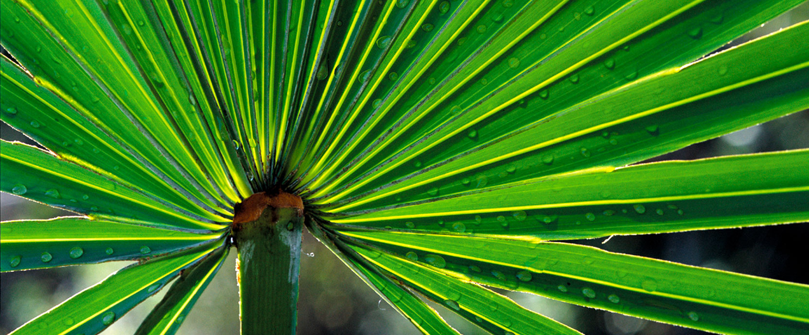 Problèmes de prostate : IMC, Parodontite et autres risques | A.Vogel