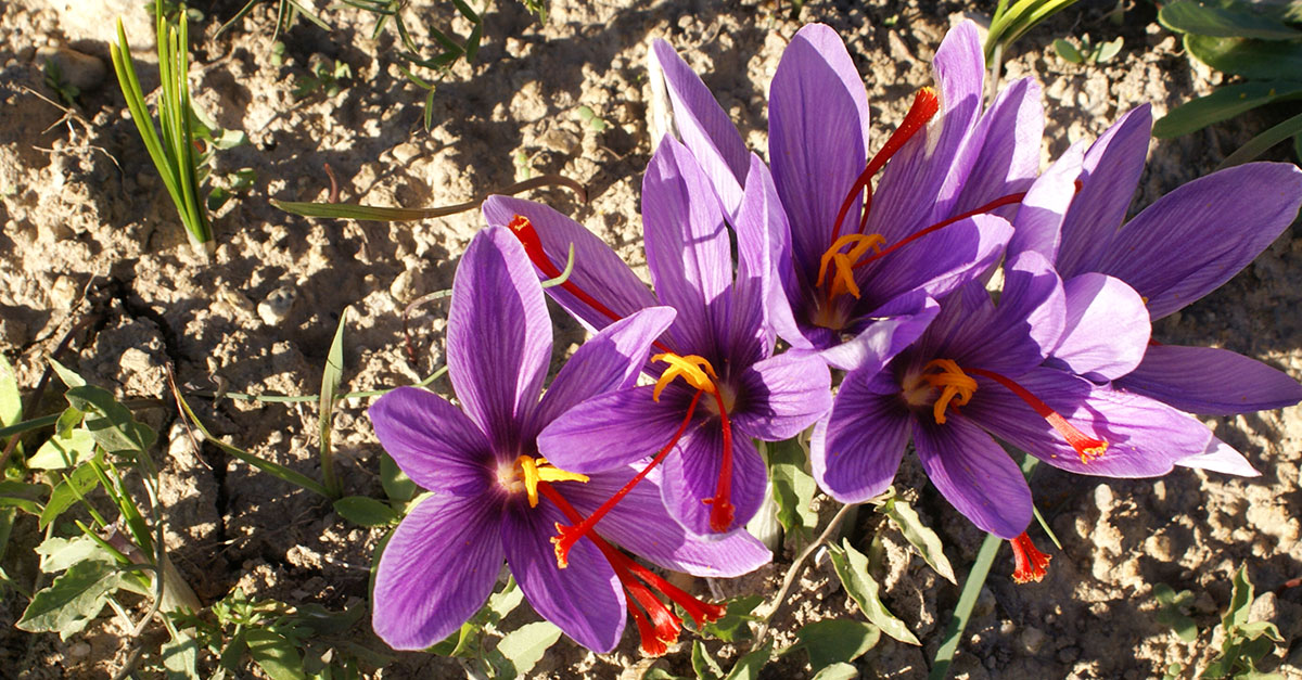 Safran – Gewürz aus einer Blume | A.Vogel