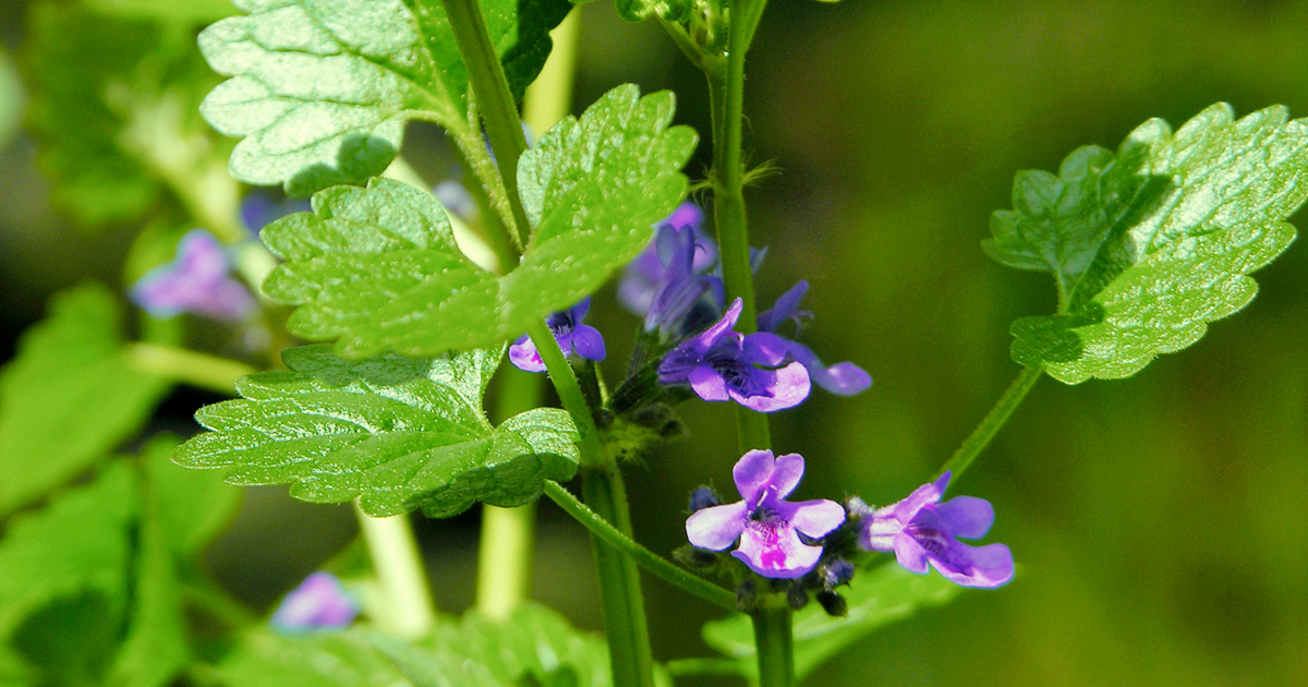 Gundermann: Traditionelle Heil- und Gewürzpflanze | A.Vogel