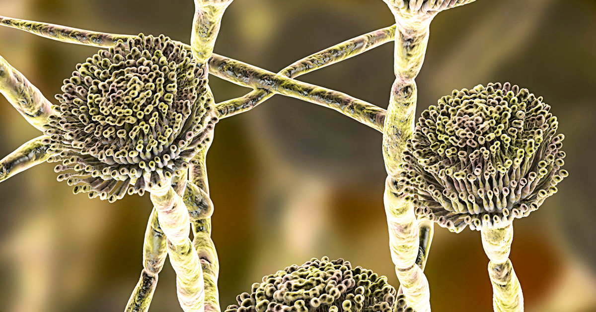 Pilzerkrankung Aspergillose | A.Vogel