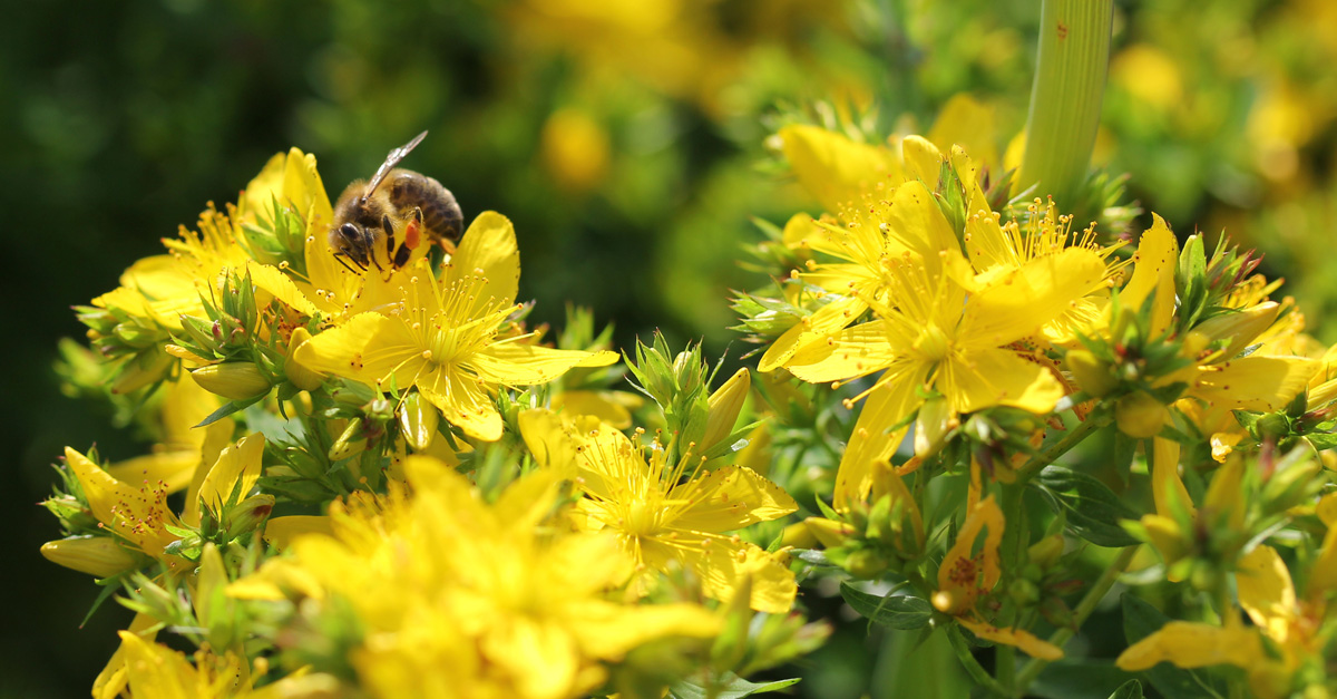 Wildbienen – fleissige Helfer der Natur | A.Vogel