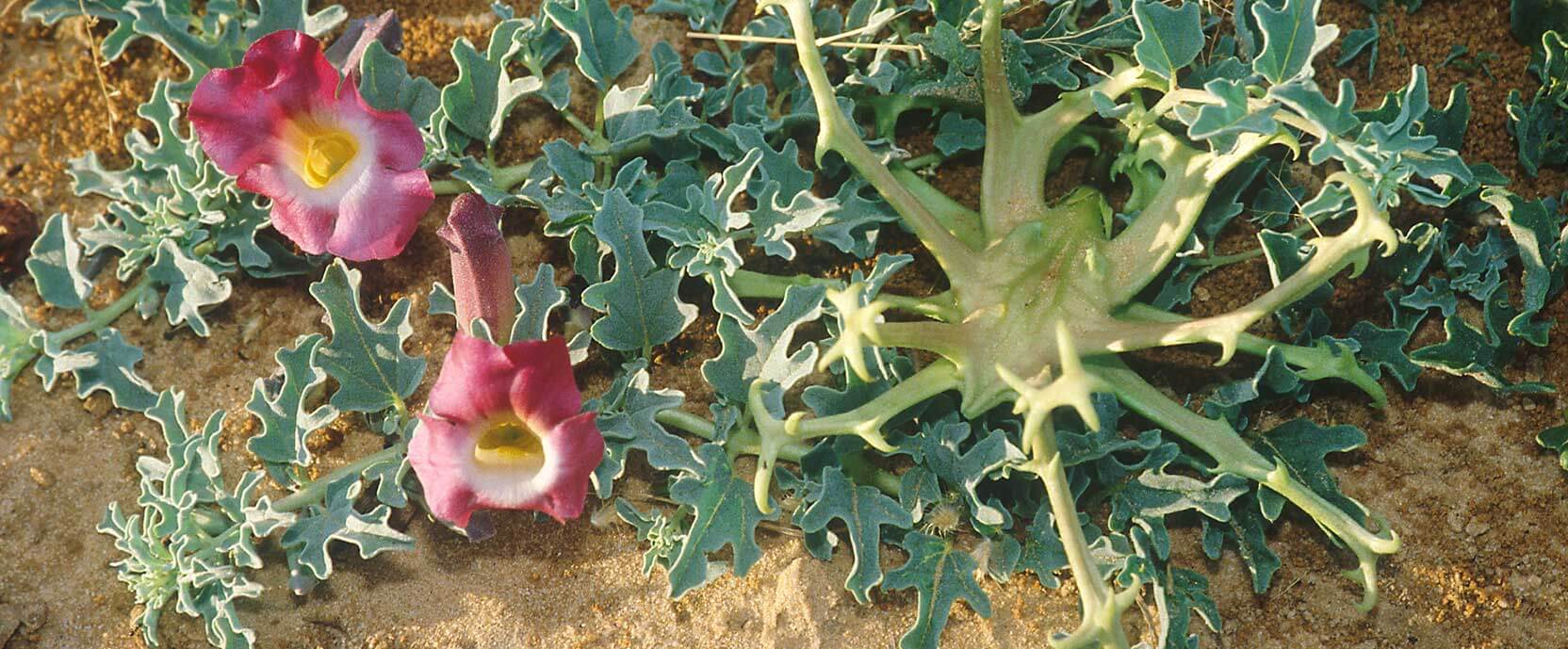 Griffe-du-diable : remède contre les rhumatismes et l'arthrose | A.Vogel