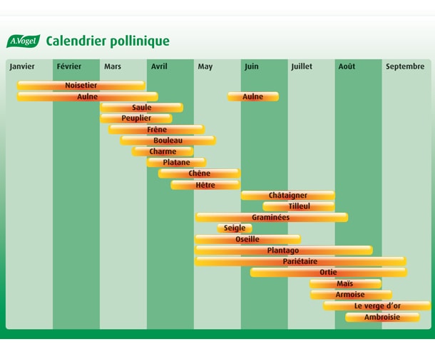 Calendrier pollinique | A.Vogel