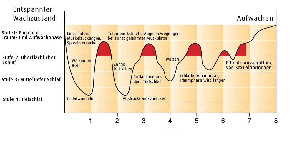 Gesundheitsthemen > Schlafphasen | A.Vogel