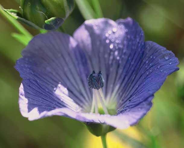 Le lin | Encyclopédie plantes | A.Vogel