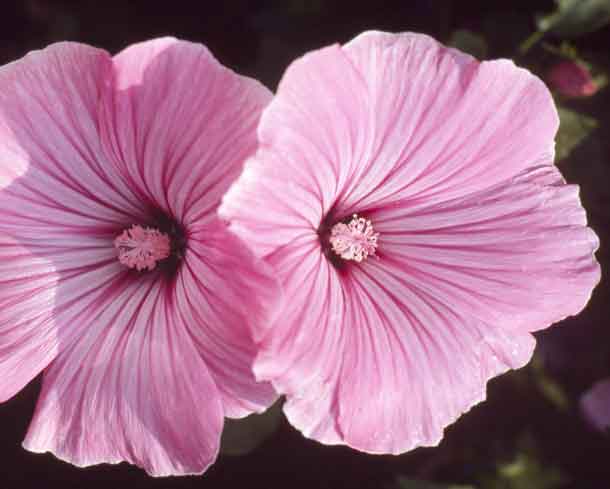 Malve: «Malve im Garten, lässt den Doktor warten» | Pflanzenlexikon | A ...