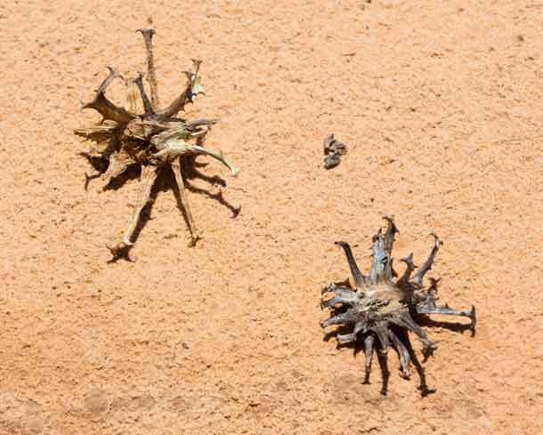 Sur les traces de la griffe du diable africaine | Encyclopédie plantes ...