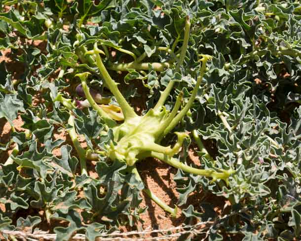 Galerie : Sur les traces de la griffe du diable africaine ...