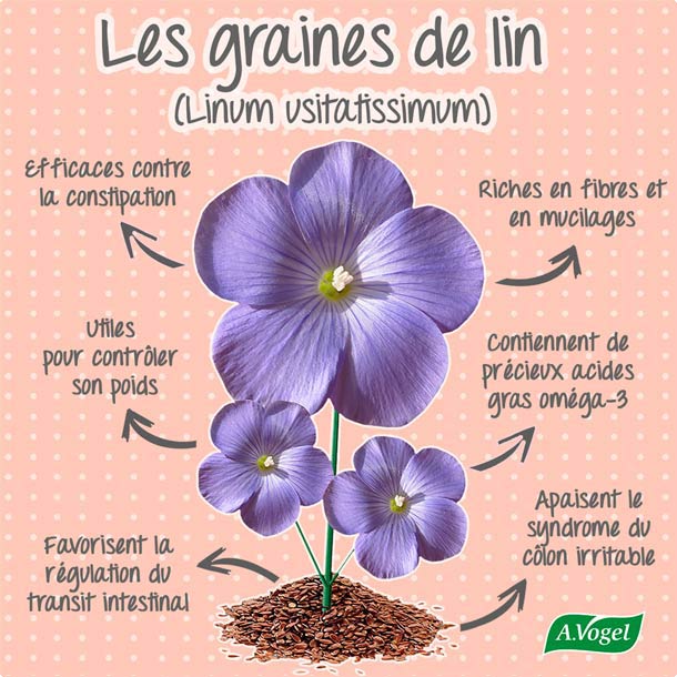 Le lin | Encyclopédie plantes | A.Vogel